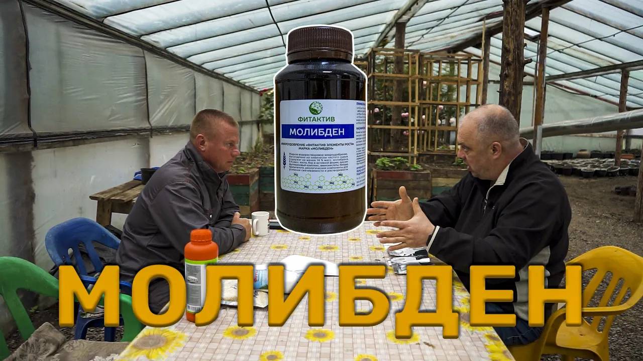 Молибден для выращивания самой большой тыквы🎃