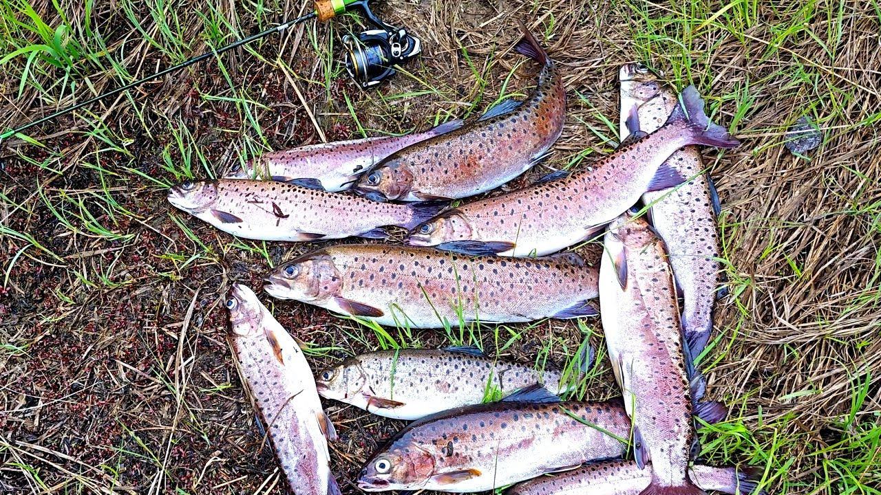 КЛЁВОЕ открытие сезона летней рыбалки. ЛЕНКИ на ультралайт