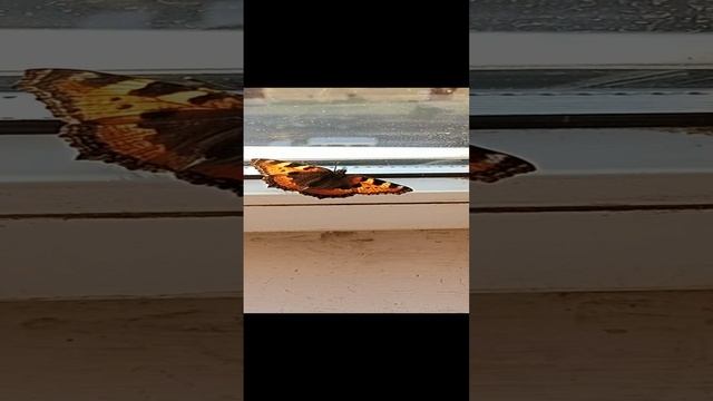 бабочка меня встречает, добро пожаловать домой