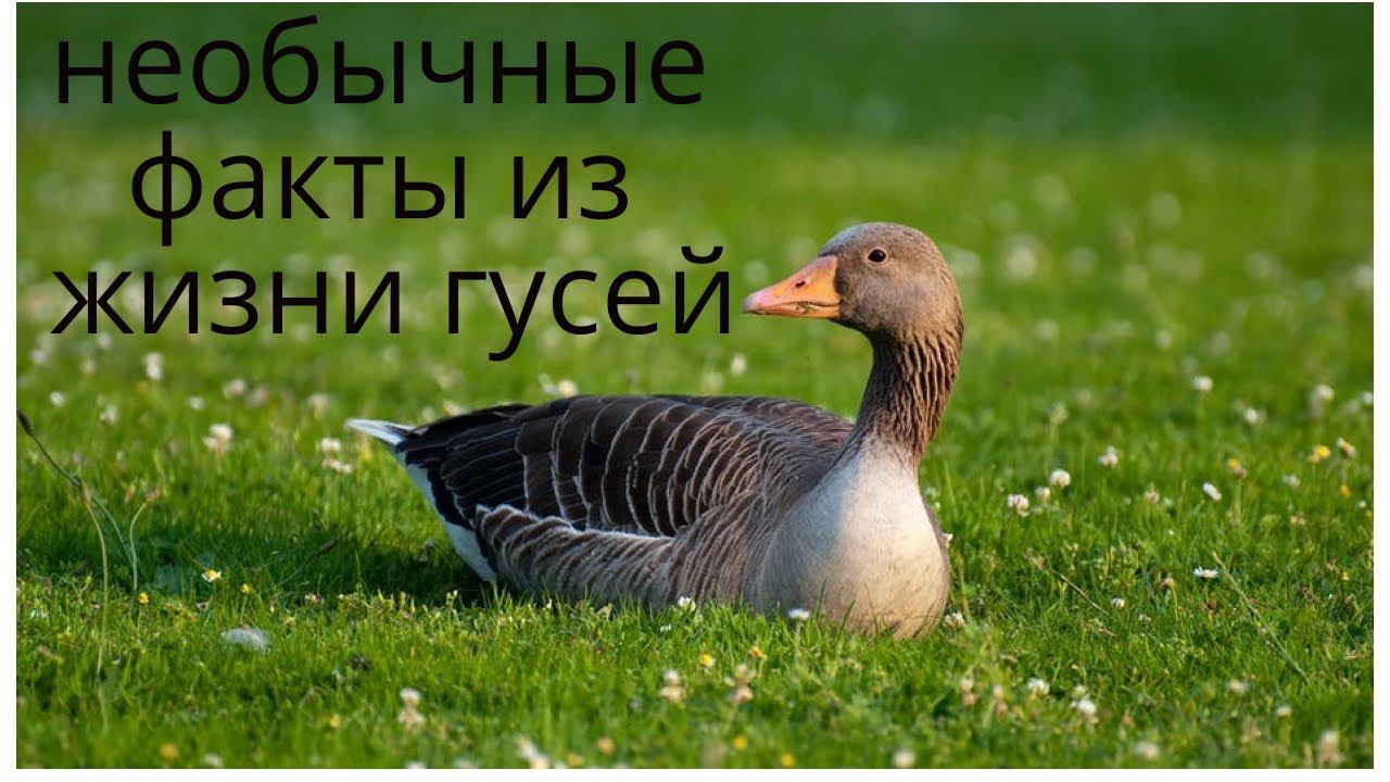 необычные факты из жизни гусей