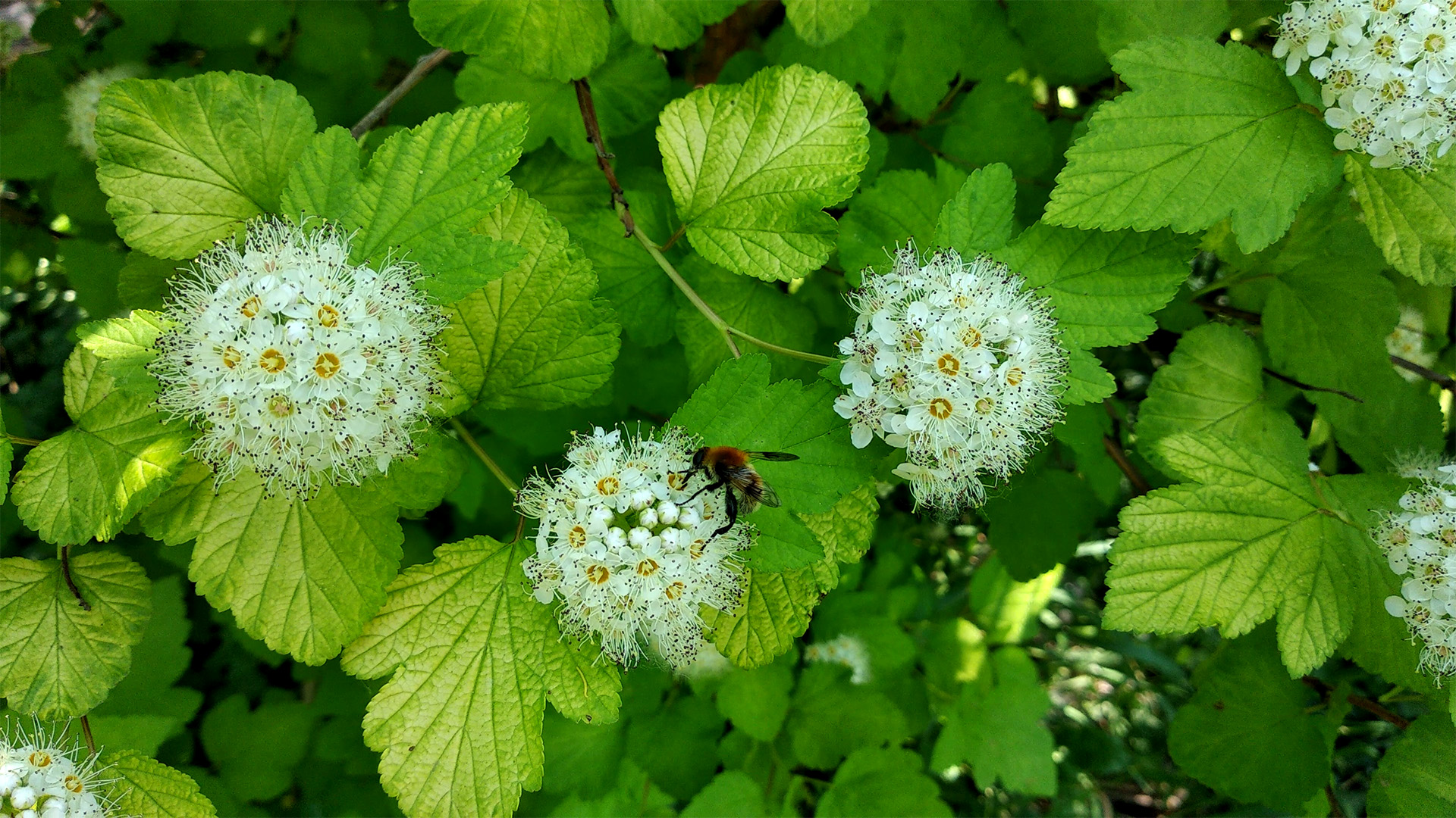 Пузыреплодник калинолистный и пчела