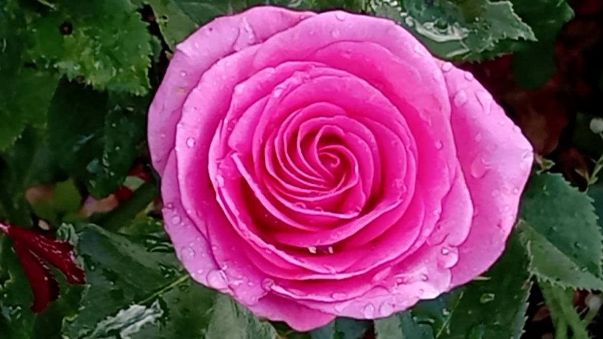 Разнообразие Роз