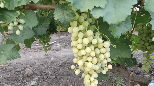 Виноград Краса Дона