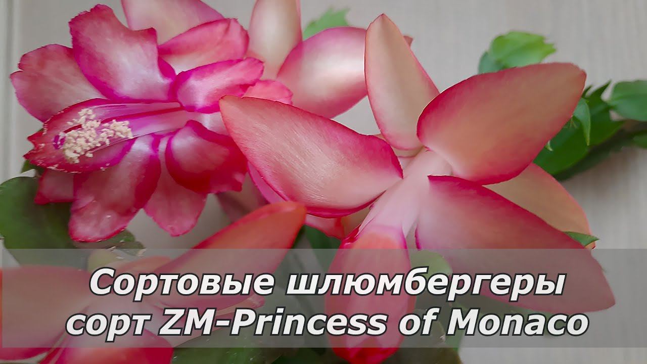 Шлюбмергера ZM-Princess of Monaco
