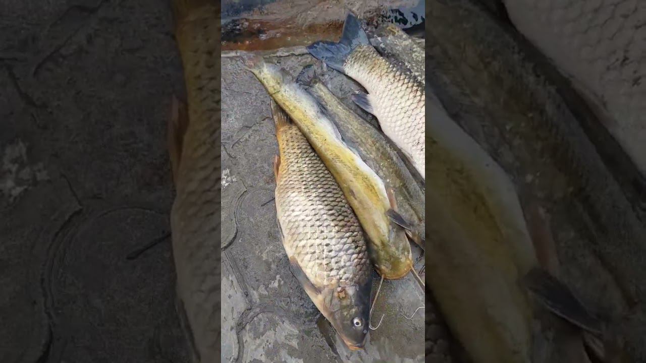 Мощный Улов Рыбалка в Дагестане