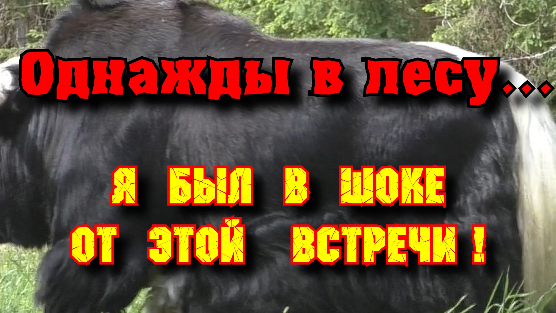 Неожиданная встреча с дикими лесными гигантами!