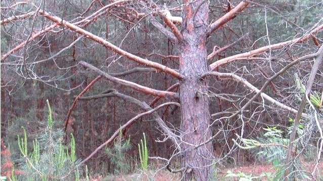 Обзор соснового массива 23 05 2021.Поиск Лешего ( Снежного человека).