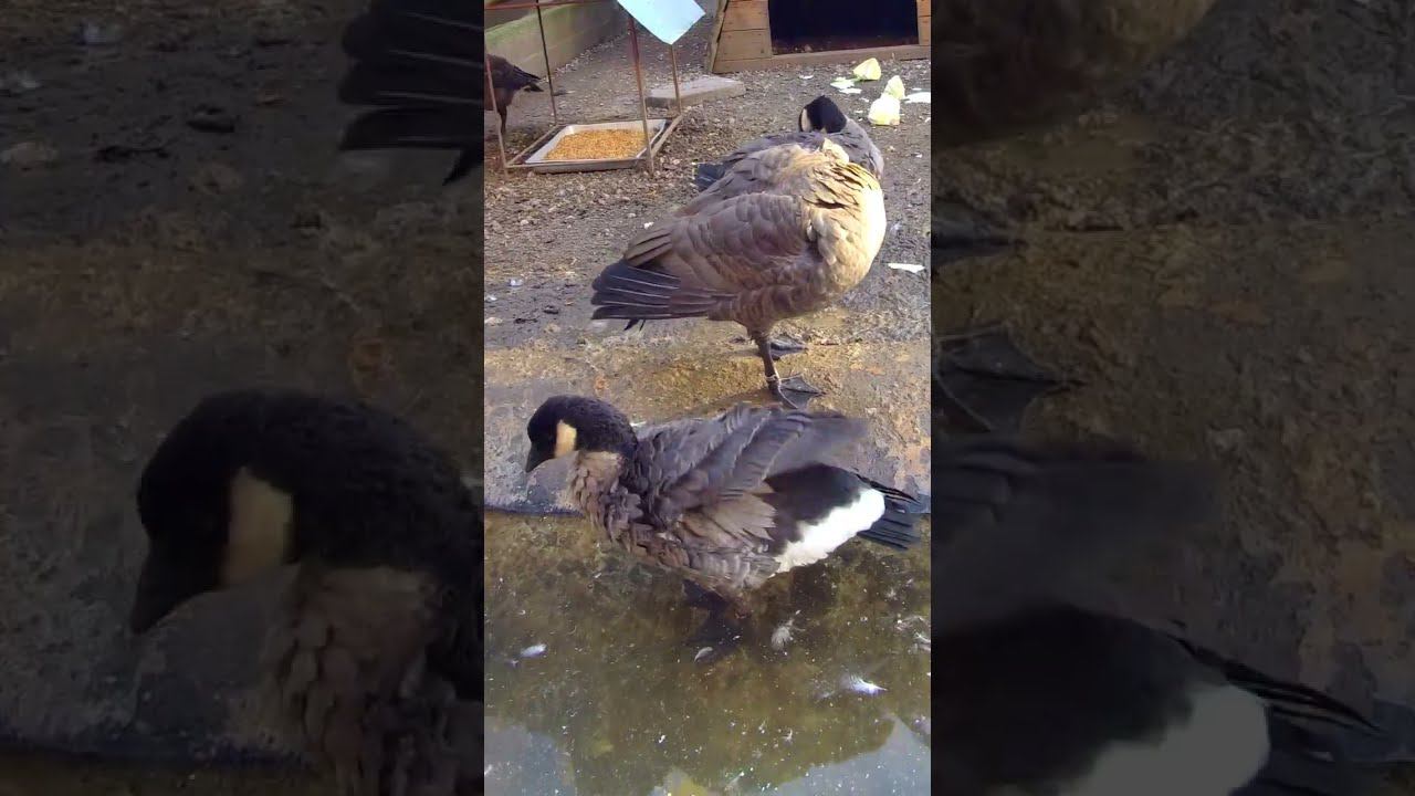 Казарки в зоопарке чистят перья