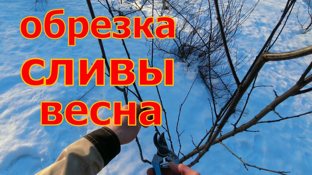 КАК обрезать молодую сливу! Весенняя обрезка. Сорт Стенли