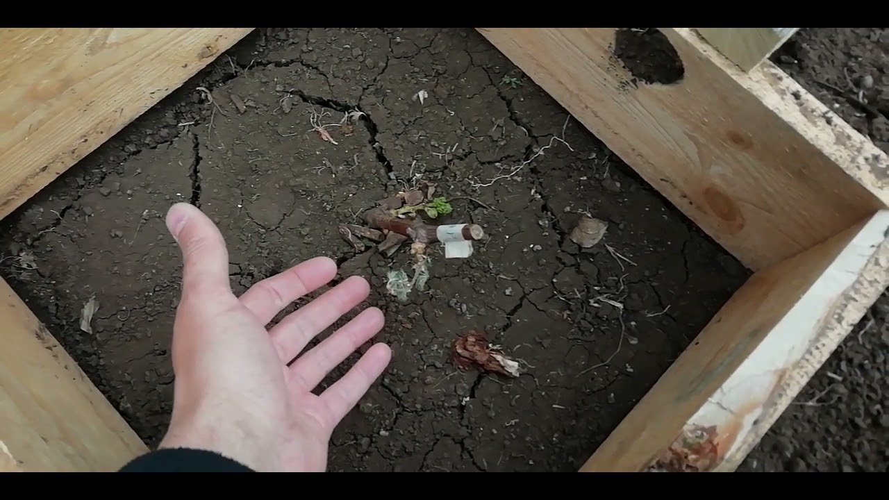 Состояние молодых кустов винограда2022