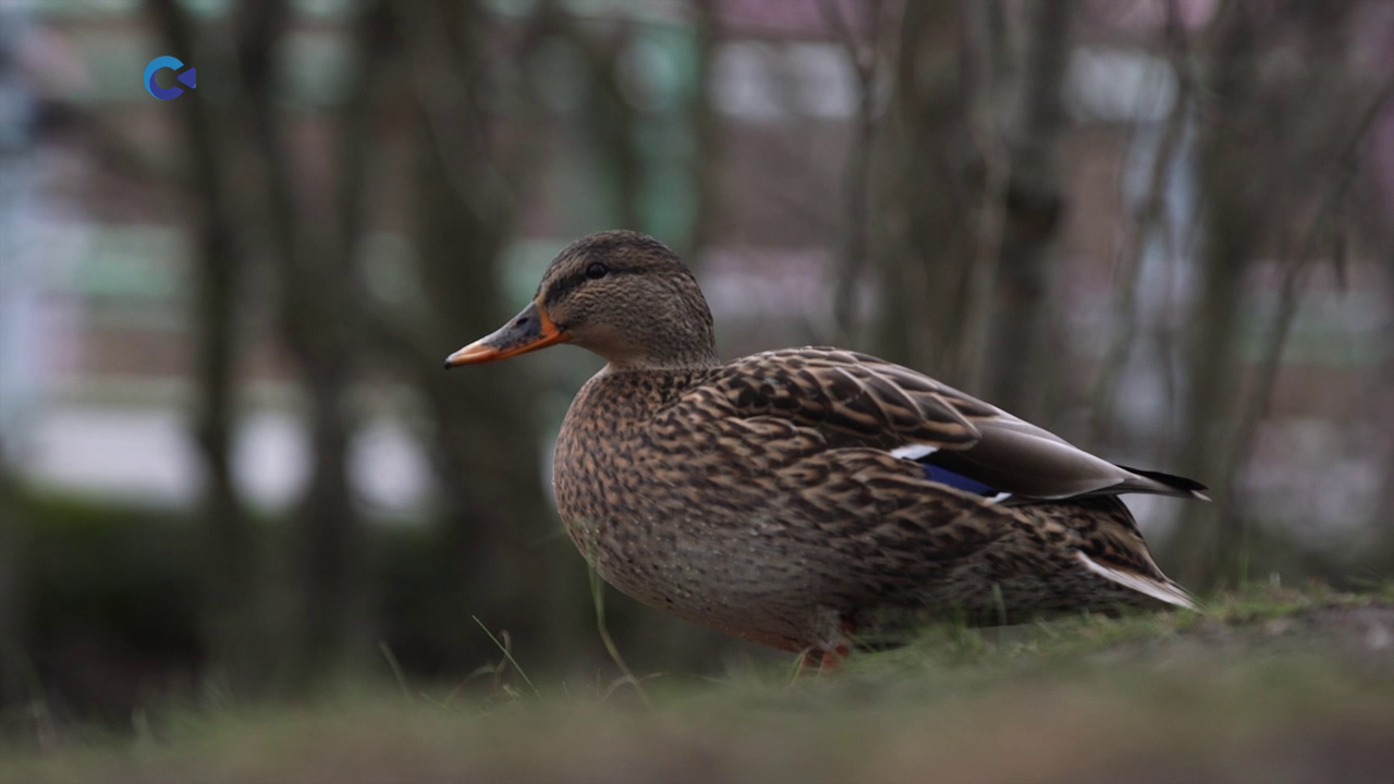 В Минсельхозе Карелии рассказали, почему не следует кормить городских птиц