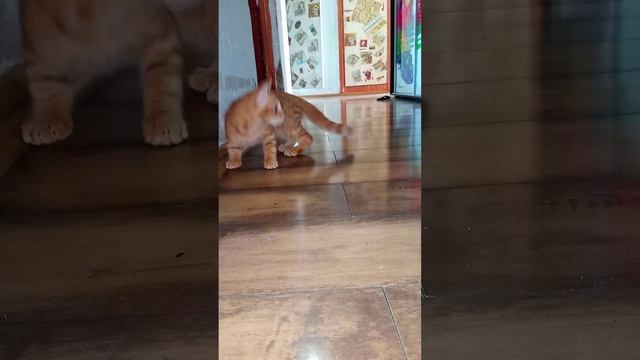 дал рыжику про...... .mp4