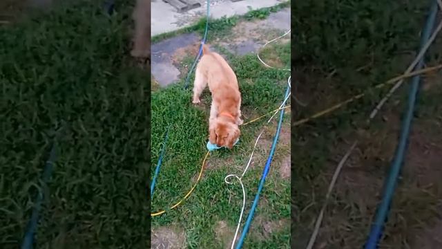 СИМА И ЕЁ ЖИЗНЬ ЧАСТЬ 9!!!