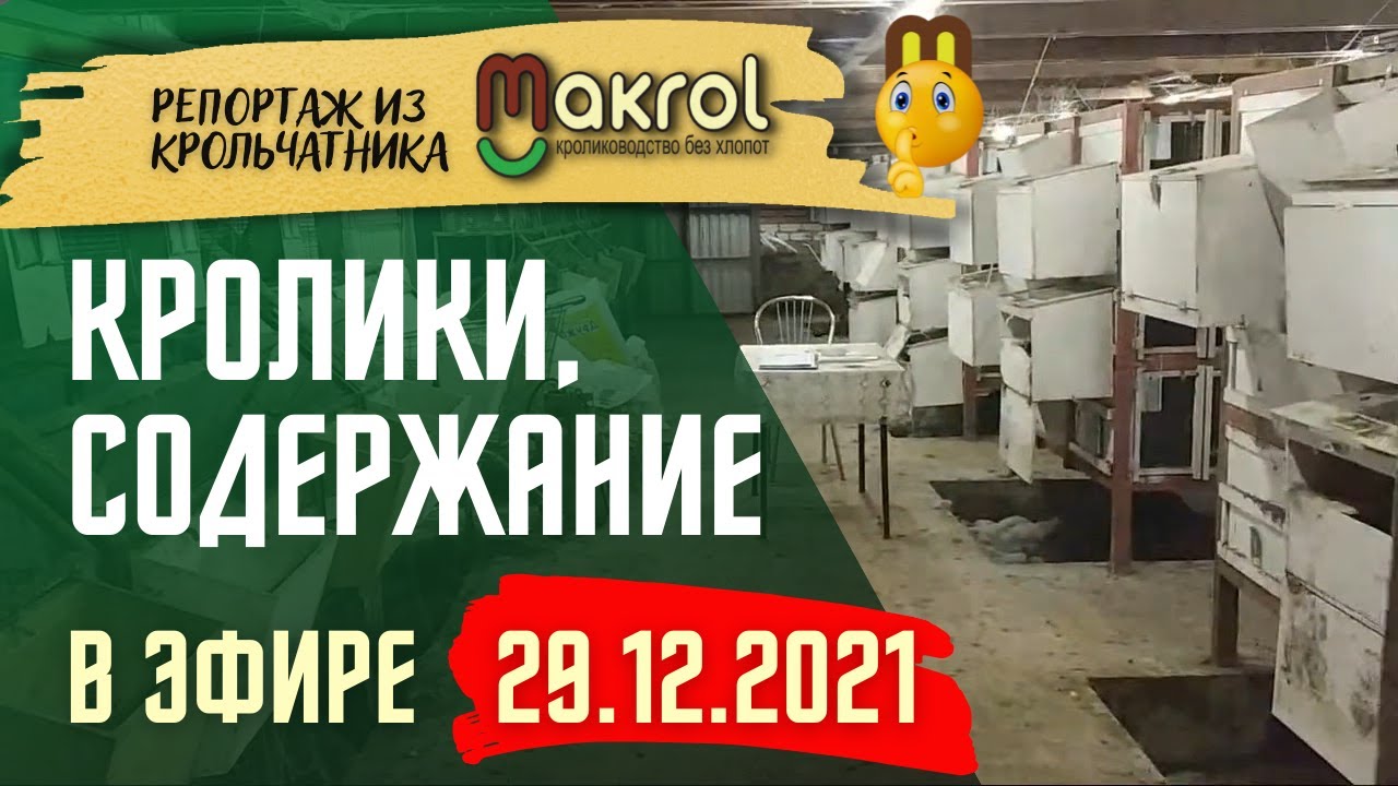 ?Кролиководство в прямом эфире Макляк Макрол.