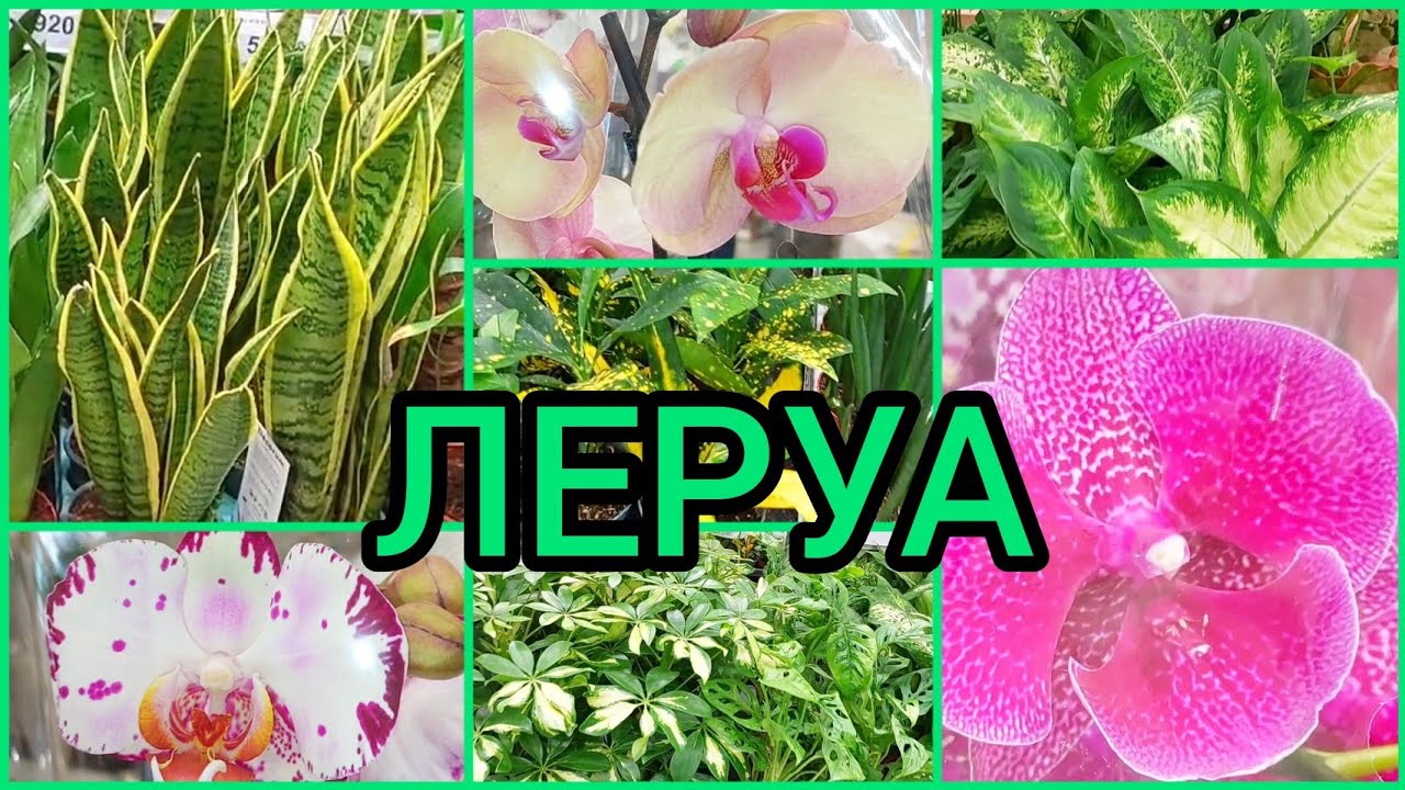 23.06.23 #ЛеруаМерлен ? #новые #цветы ? #орхидеи ? #фикус #розы #филодендрон и др #растения #Липе