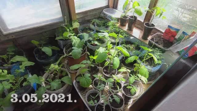 Огород на балконе 2021... (май)