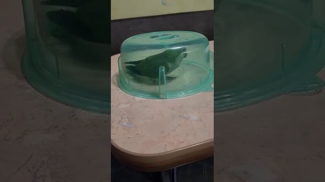 Попугаи не Сдаются ????