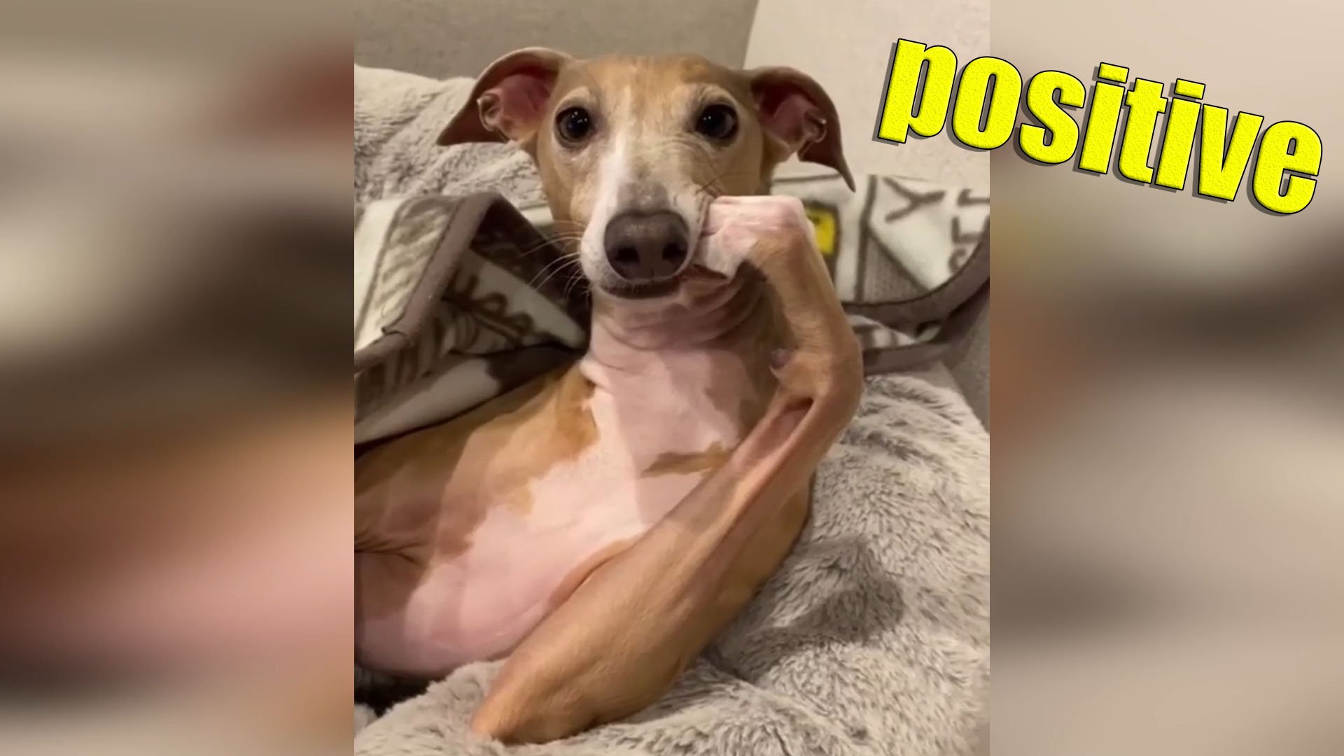 Очередная доза позитива для поднятия настроения #23. Собака и белка