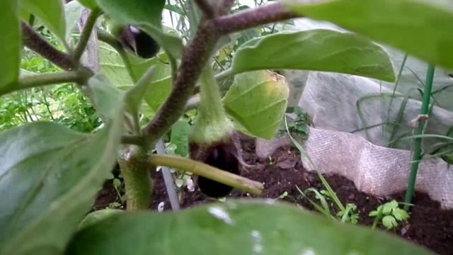 Баклажаны  в открытом грунте холодным летом 2019 года на севере Удмуртии.