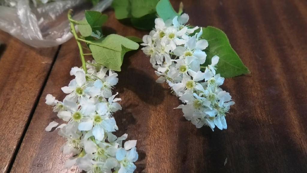 22-29 05 2023г обзор растений,применение черёмухи