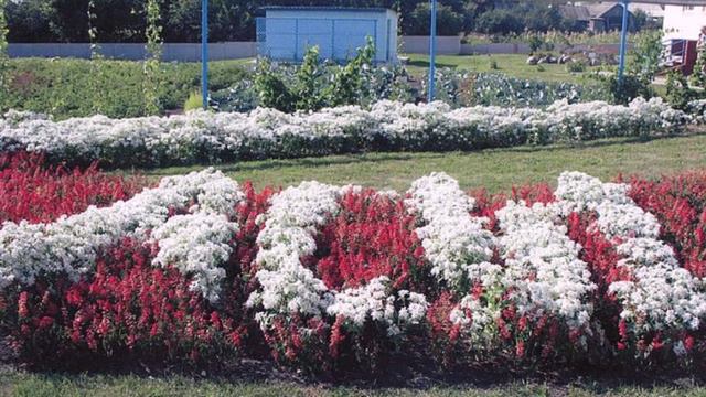 Родное  Алейниково.