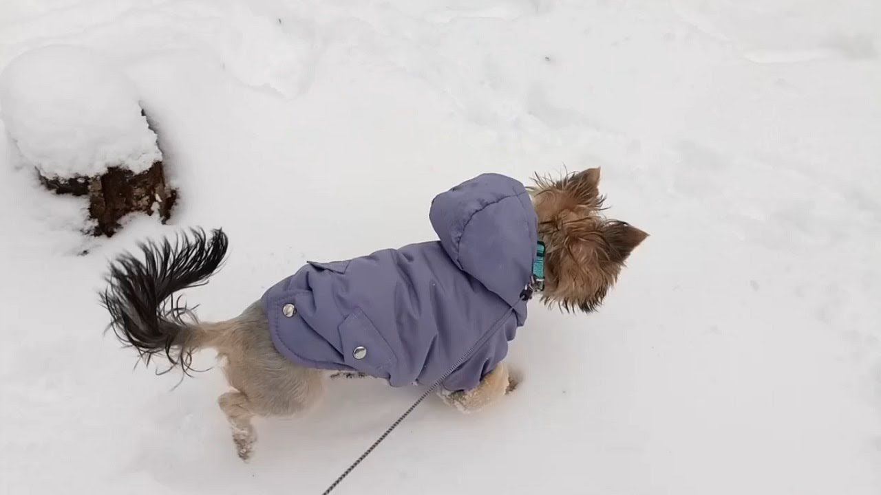 Холодно, но весело! Гуляем с Марси. Йоркширский терьер