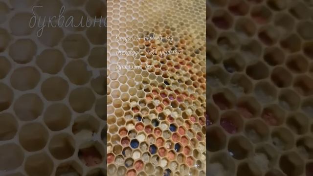 Пыльца в сотах, пчёлки принесли