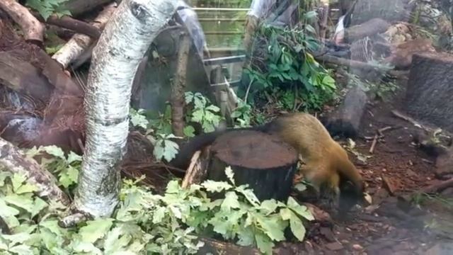 Такая куница