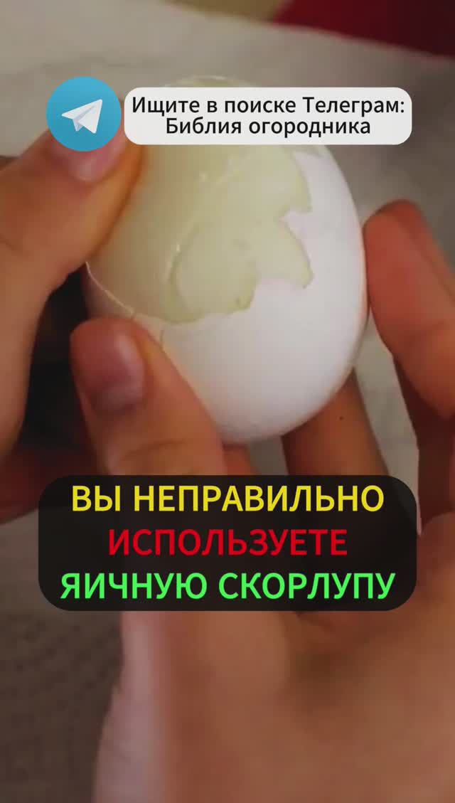 Яичная скорлупа МОЩНАЯ ПОДКОРМКА для растений  #урожай #огород #яичнаяскорлупа #подкормка #удобрение