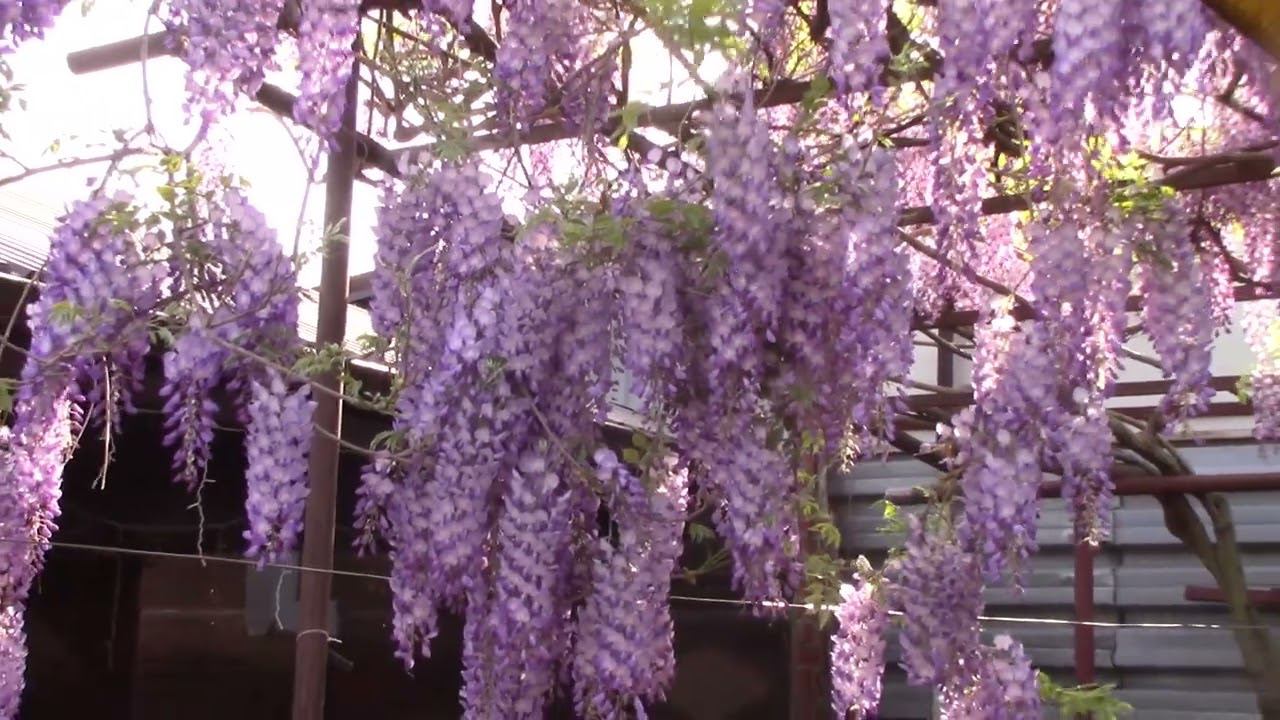 Как вырастить красивую глицинию.