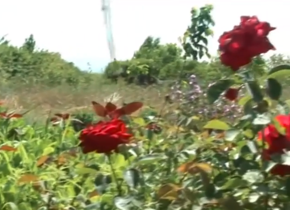 Сульгия Гаджиева - Диде (лезгинская песня)