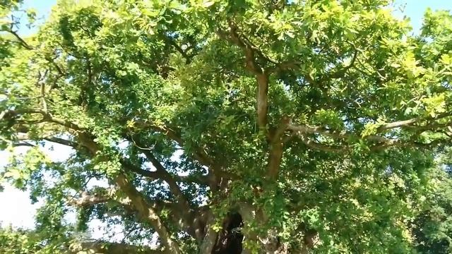 Дуб замка Боллер (дат. Bolleregen), Хорсенс, Дания. 15 сент. 2019