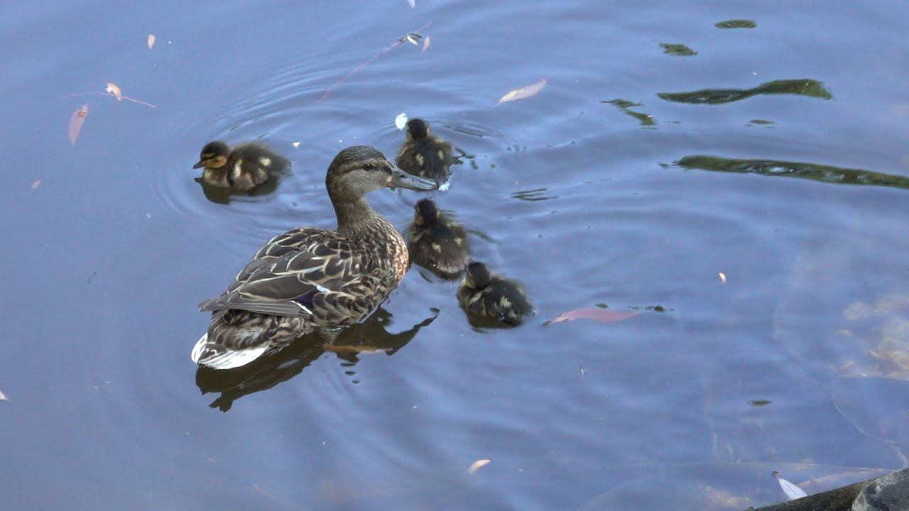 Утята 2  - 1 день (10.06.2023)