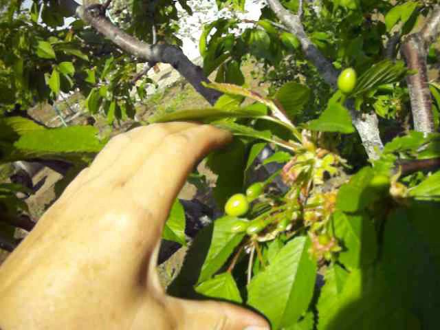 ГИББЕРЕЛЛИН НА ЧЕРЕШНЕ, часть 2