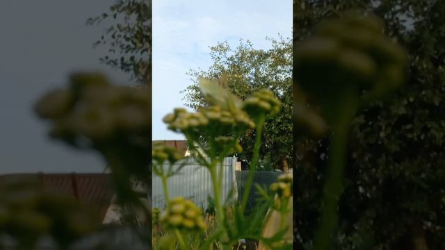 Зелененький кузнечик, совсем ни как огуречик.