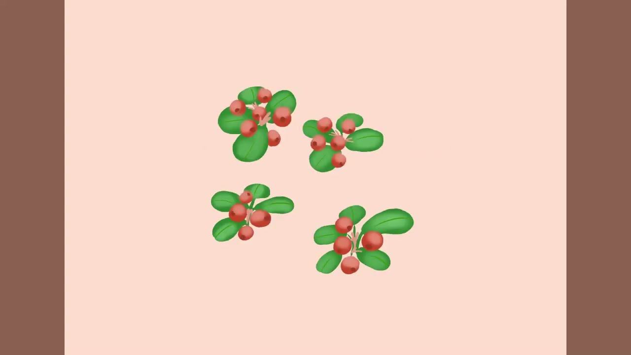 16 Алирһан хори