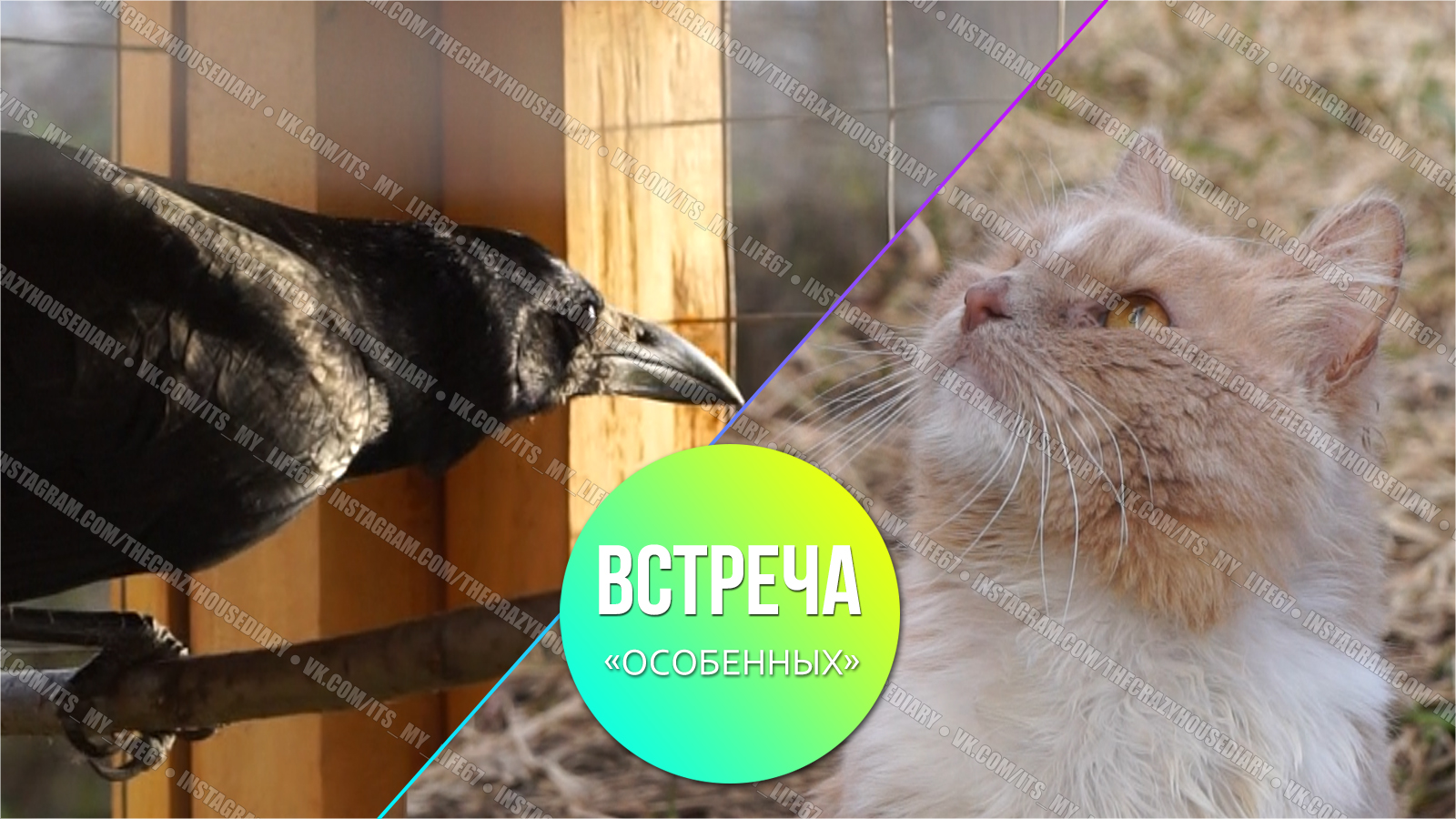 Зевс и Валет: встреча особенных