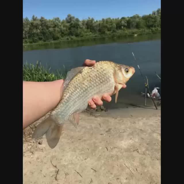 РЫБАЛКА НА ДОНУ ОТПУСК 2020. ОТДЫХ В ПАЛАТКЕ.