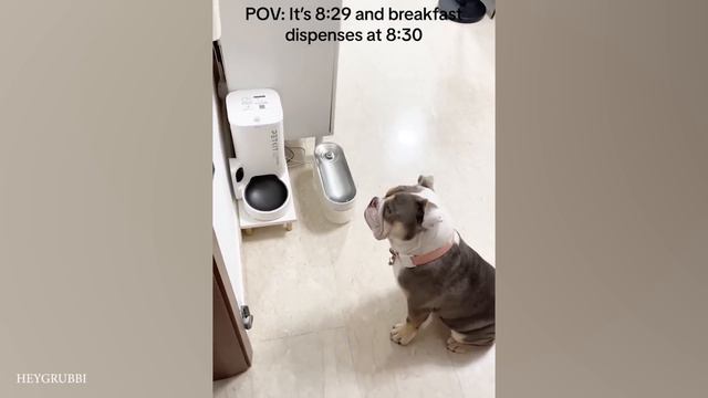 приколы с животными