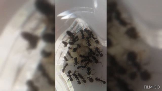 Муравьи под музыку на видео мессор барбарус