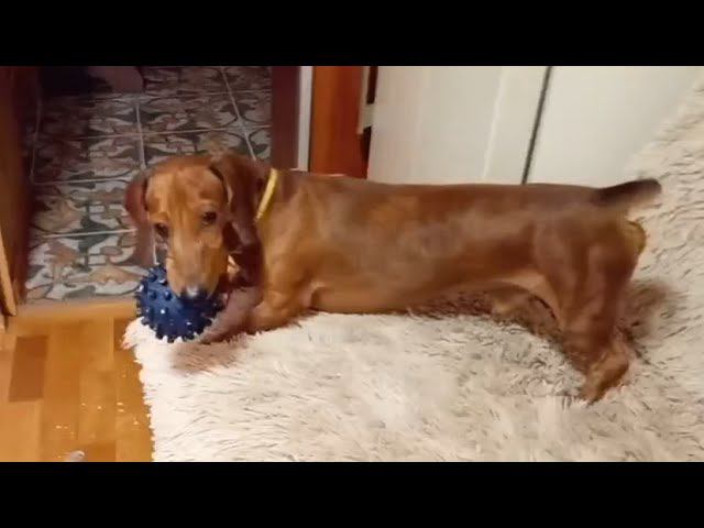 Вот кому не надо осваиваться ) Такса Радар, Новая Встреча. 3.08.2020