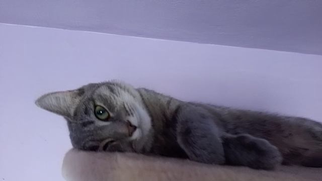 Диана на лежанке-когтеточке