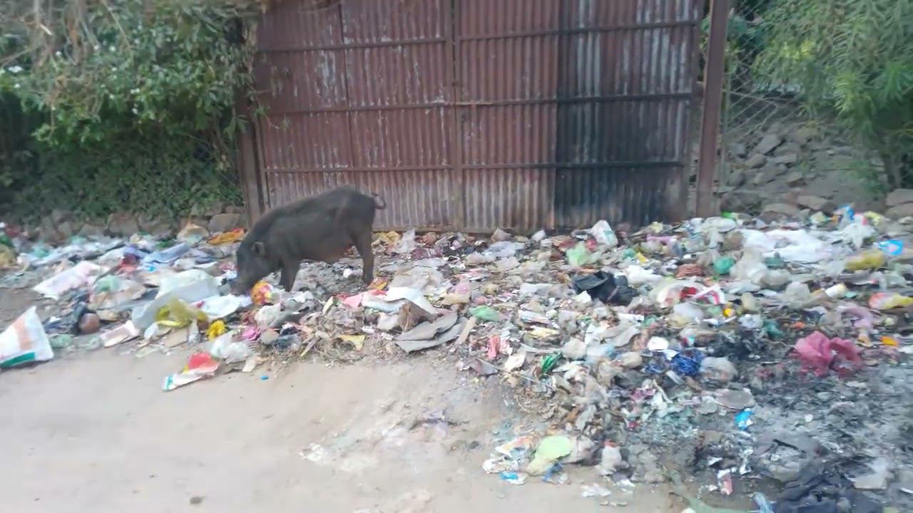 Индия-2023. Кхаджурахо. Скот в городе