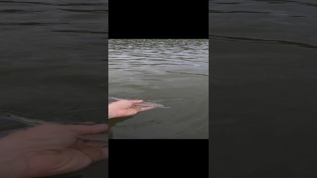 ПОПАЛСЯ СУДАЧОК/ПЛЫВИ РОДНЕНЬКИЙ