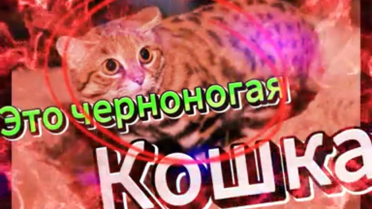 Черноногая кошка #коты#Африка #дикие коты#муравьиный тигр#что эффективнее льва