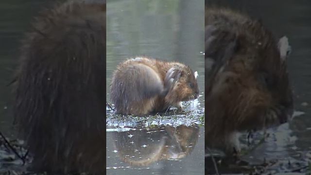 ЧИСТОПЛОТНАЯ ОНДАТРА