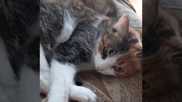 Фу, ромашками пахнет! .mp4