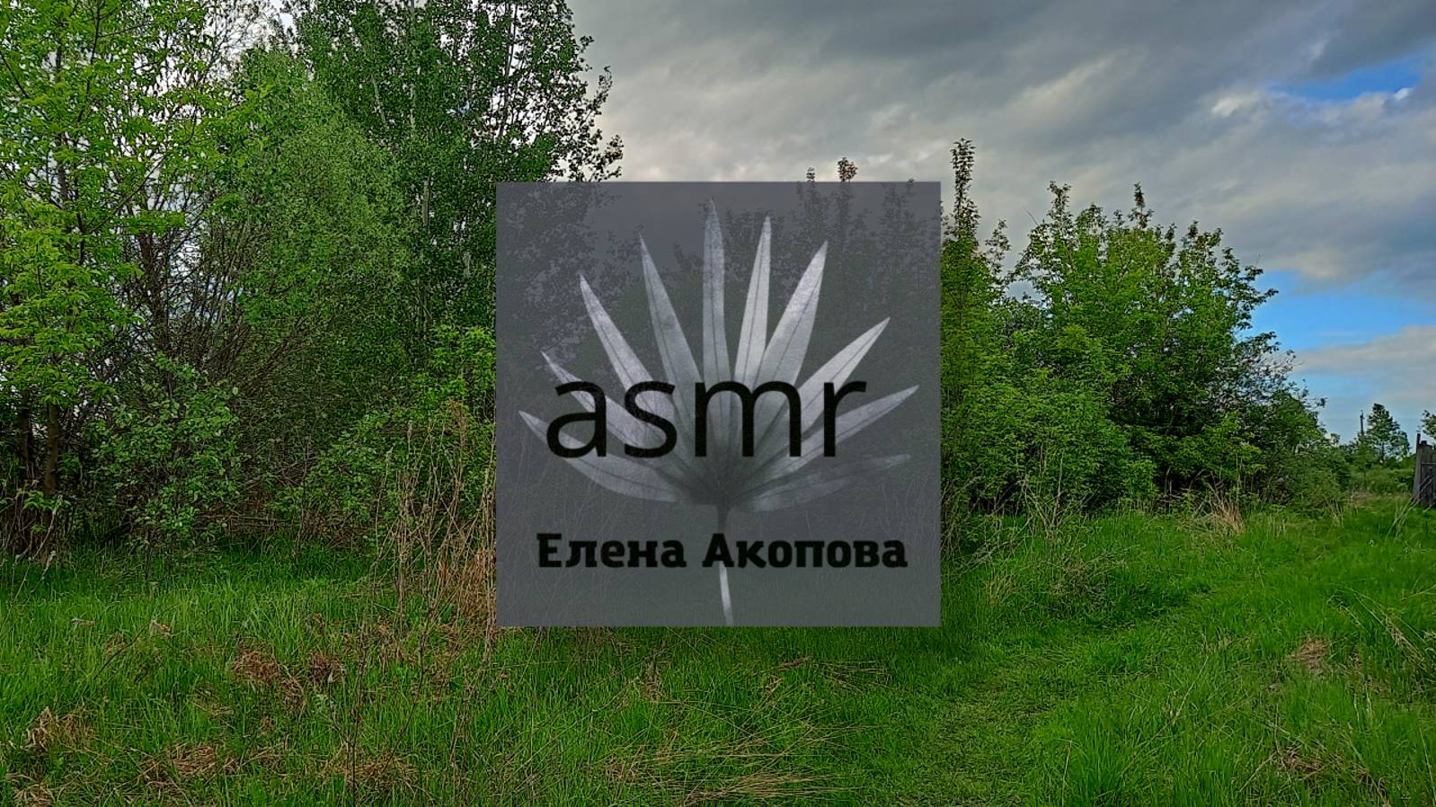 Звук дождя и пение птиц на луговой тропинке в мае. Для отдыха и сна. АСМР