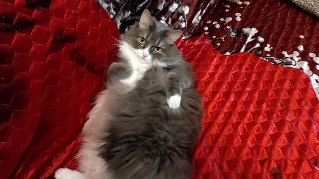 Когда все лень. (из жизни моей кошки)