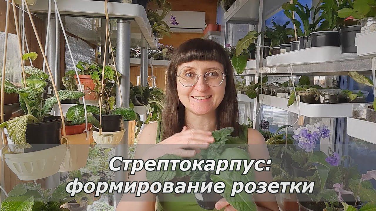 Формирование розетки стрептокарпуса